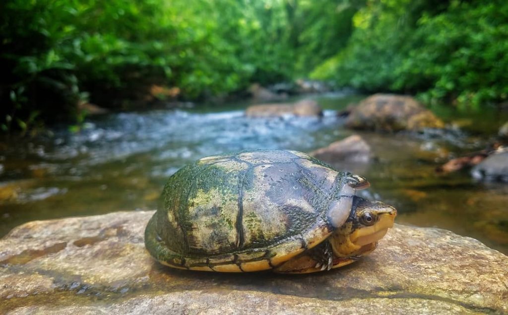 Mud Turtles - On Wildlife