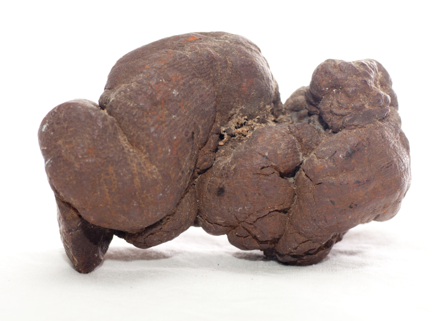 On Paleontology: Coprolites – On Wildlife