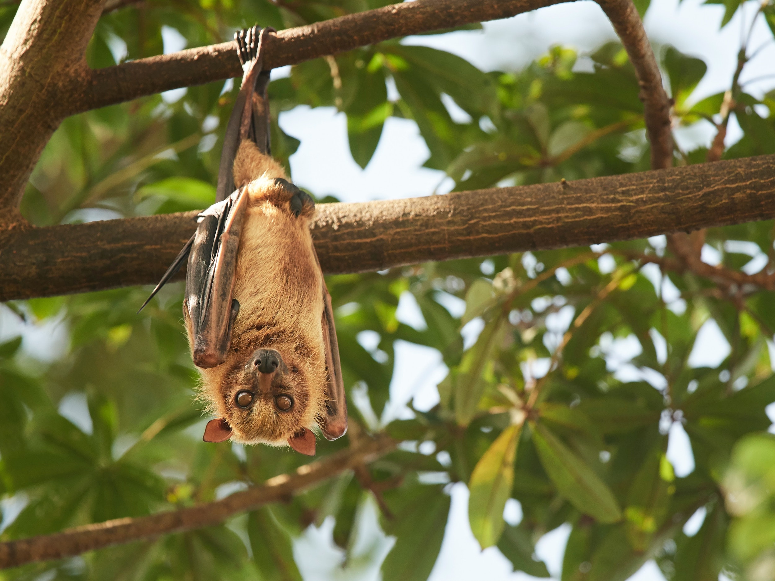 Bats – On Wildlife