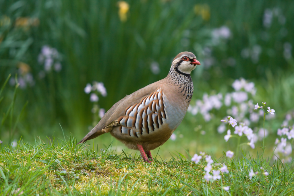Partridges – On Wildlife