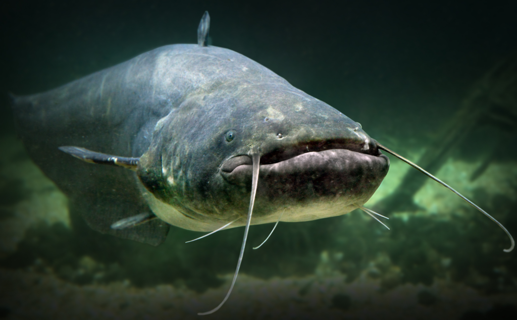 Catfish – On Wildlife