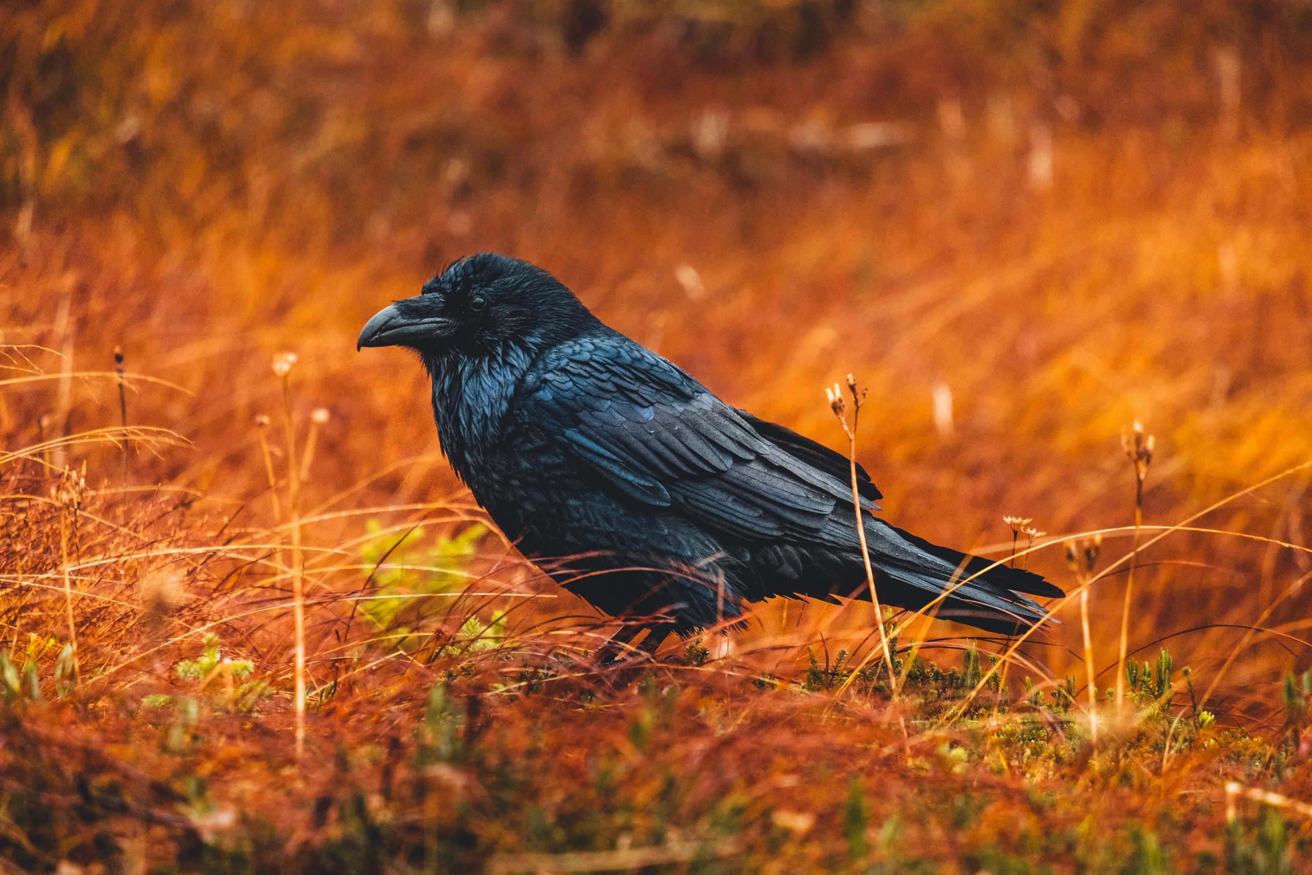 Crows – On Wildlife