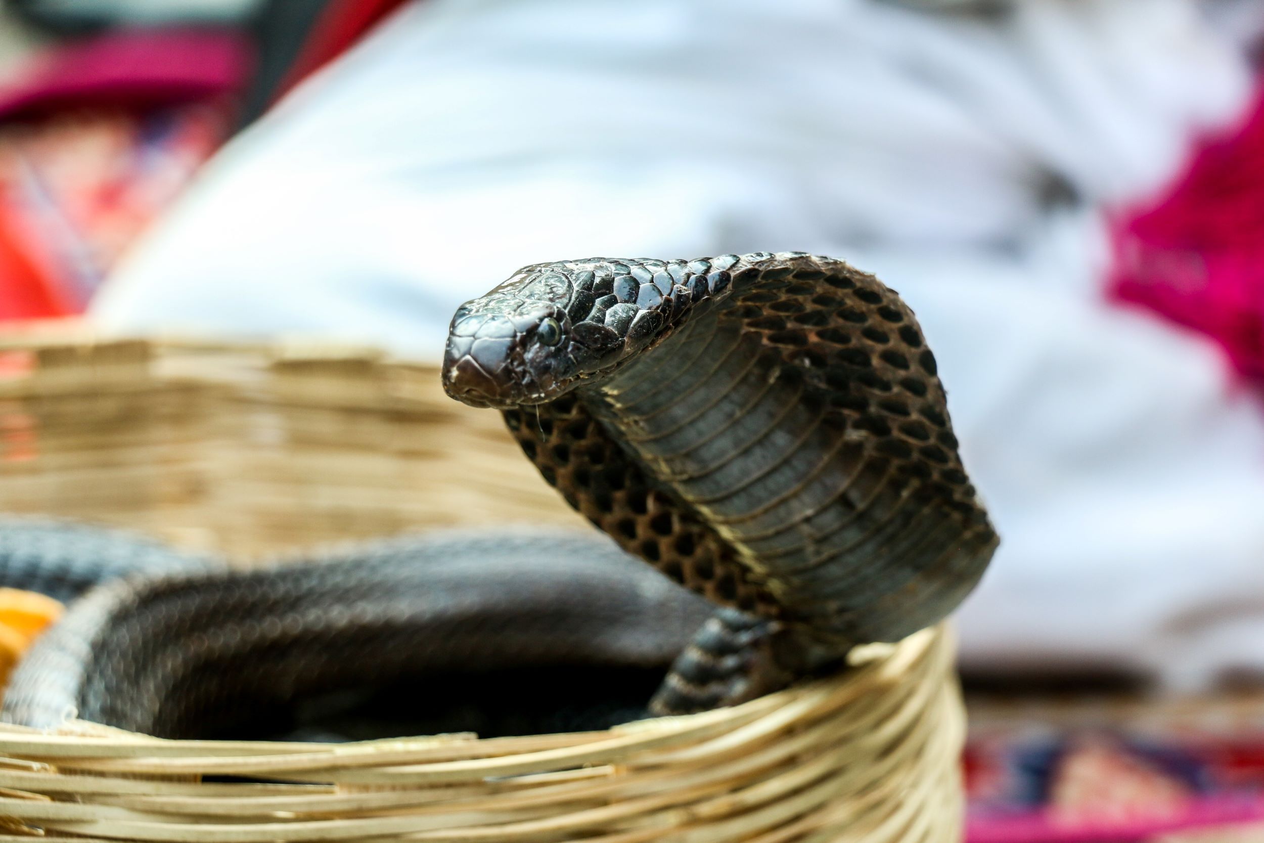 Cobras – On Wildlife
