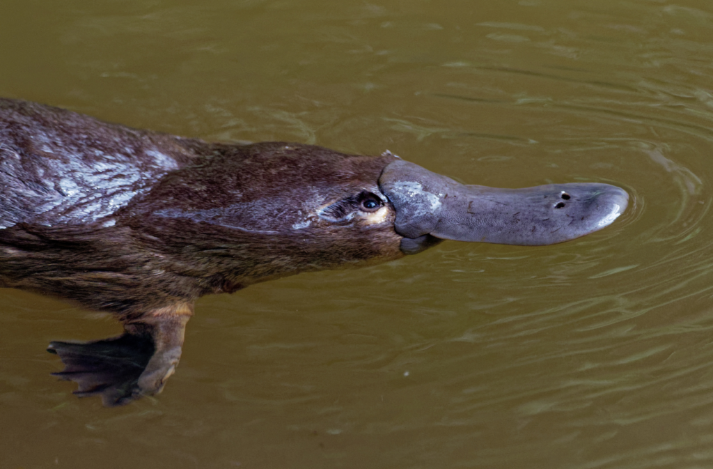 Platypuses – On Wildlife