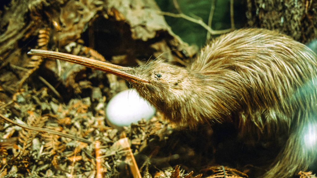 Kiwis – On Wildlife