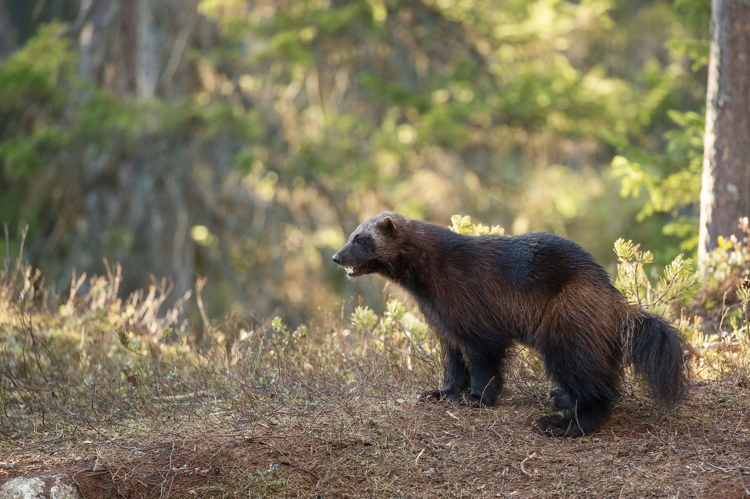 Wolverines – On Wildlife